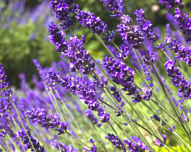 Autumn Gardening in Different Climates | Yates Australia