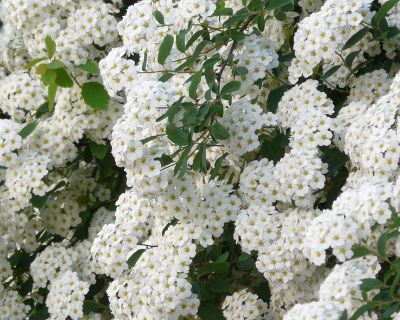How to Grow Spiraea | Yates Australia