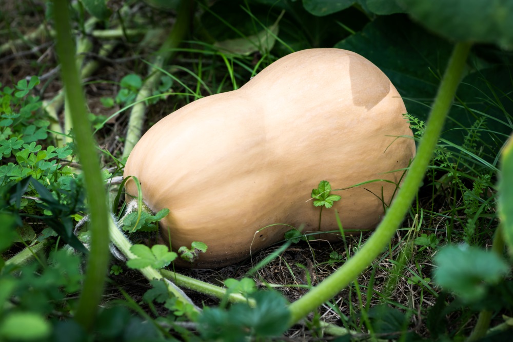 Pumpkin Butternut | Garden Seeds Yates Australia