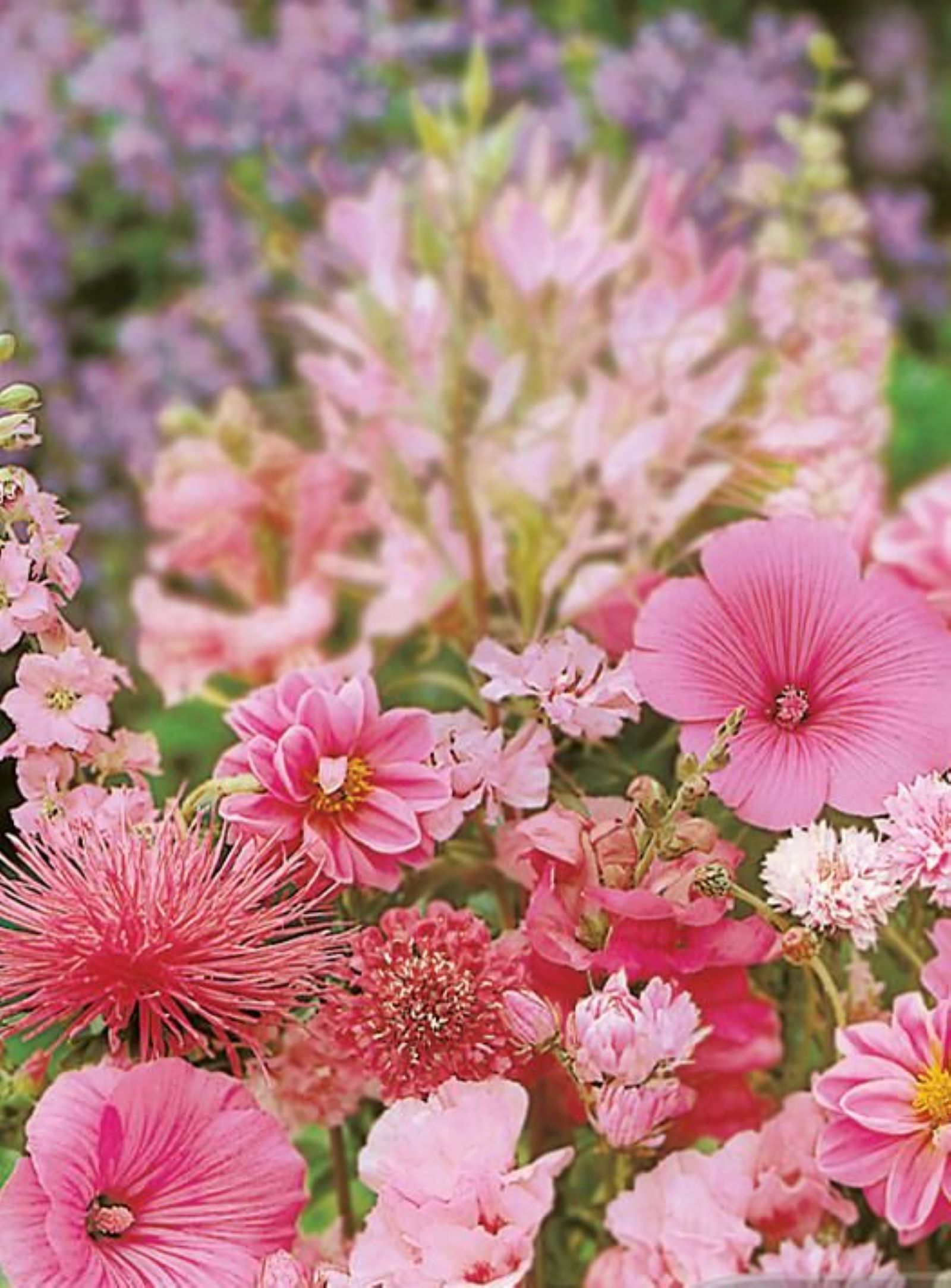 Accent On Pink Selection of Pink Flower Varieties | Garden Seeds Yates ...