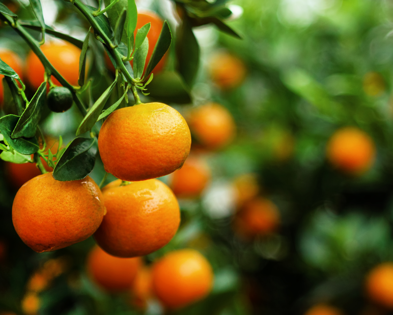 Choosing Citrus Trees For Your Climate | Yates Gardening
