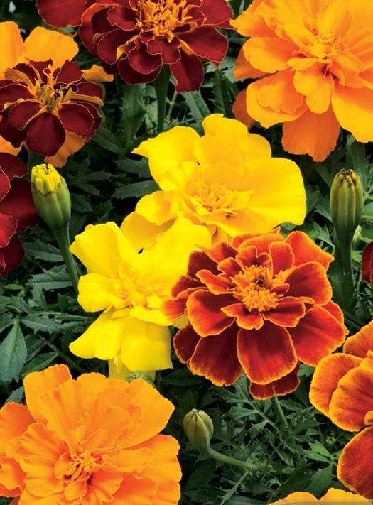 Marigold Safari Mixture | Garden Seeds Yates Australia
