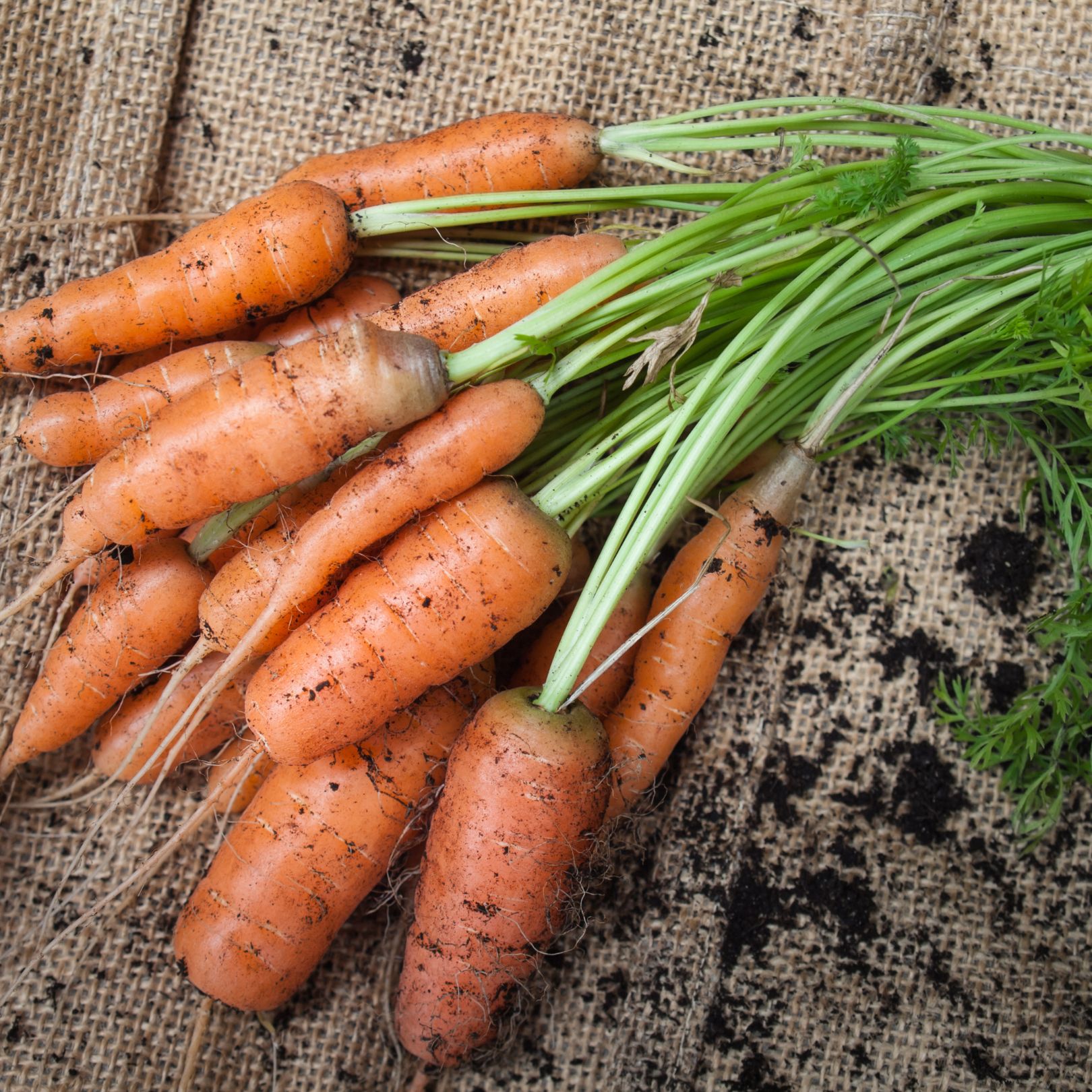 Baby Carrot | Garden Seeds Yates Australia