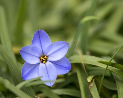 How to Grow Spring Stars | Yates Australia