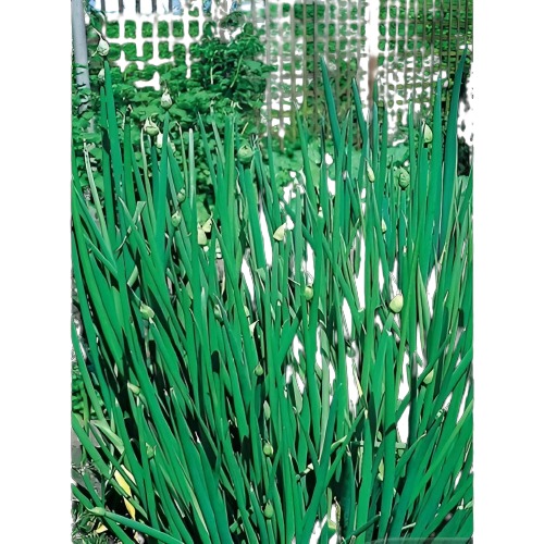 Spring Onion | Garden Seeds Yates Australia