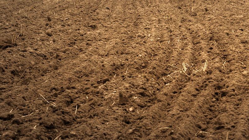 How to Propagate, Raise & Grow Plants from Seed | Yates Australia