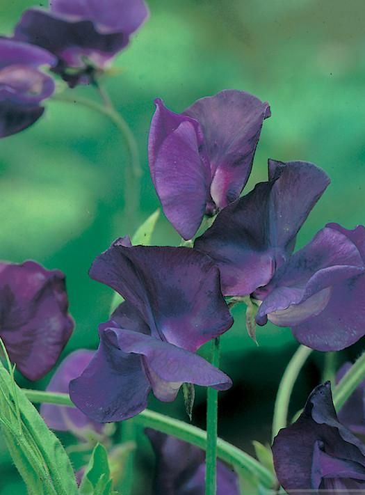 Sweet Pea Blue Reflections (The Hammett Collection) | Garden Seeds ...