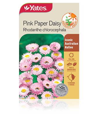 Pink Paper Daisy | Garden Seeds Yates Australia
