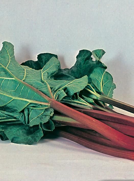 Rhubarb Victoria | Garden Seeds Yates Australia