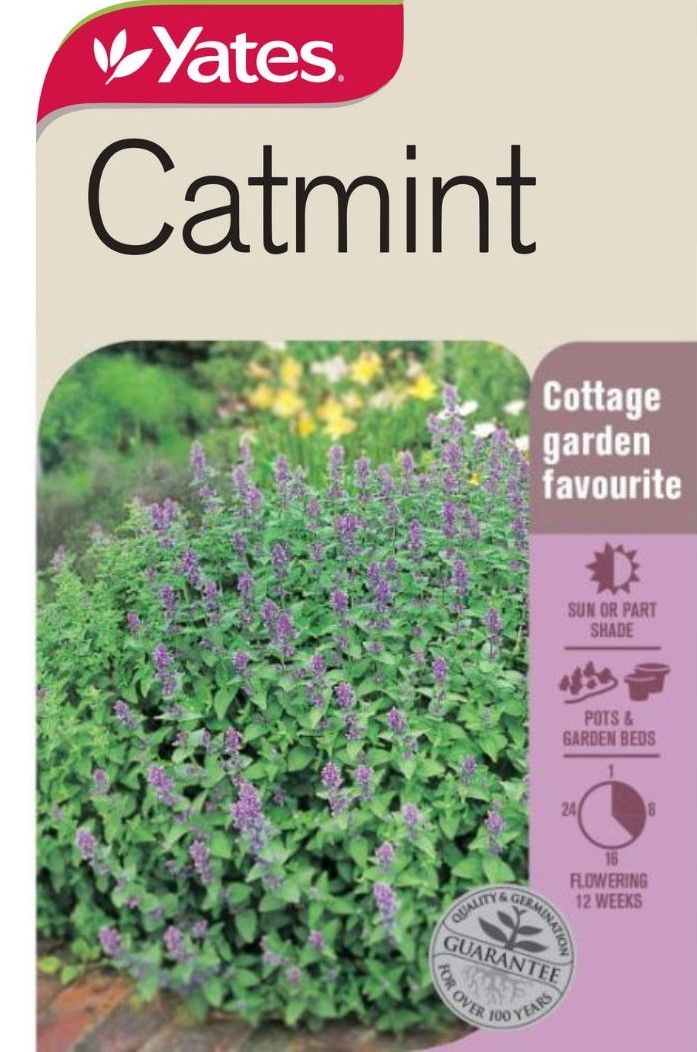 How to Grow Catmint | Yates Australia