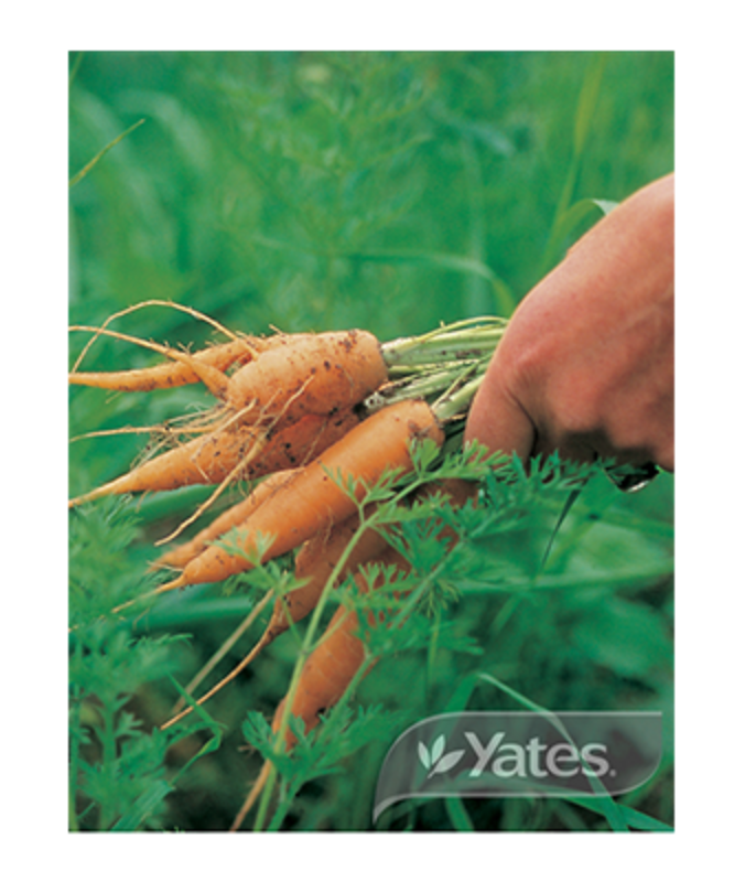 Baby Carrot | Garden Seeds Yates Australia