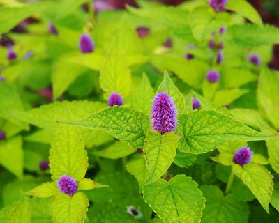How to Grow Hyssop | Yates Australia