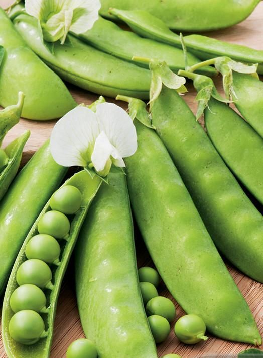 Peas Climbing Telephone Pole | Garden Seeds Yates Australia