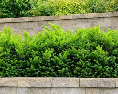 How to Grow Taxus | Yates Australia