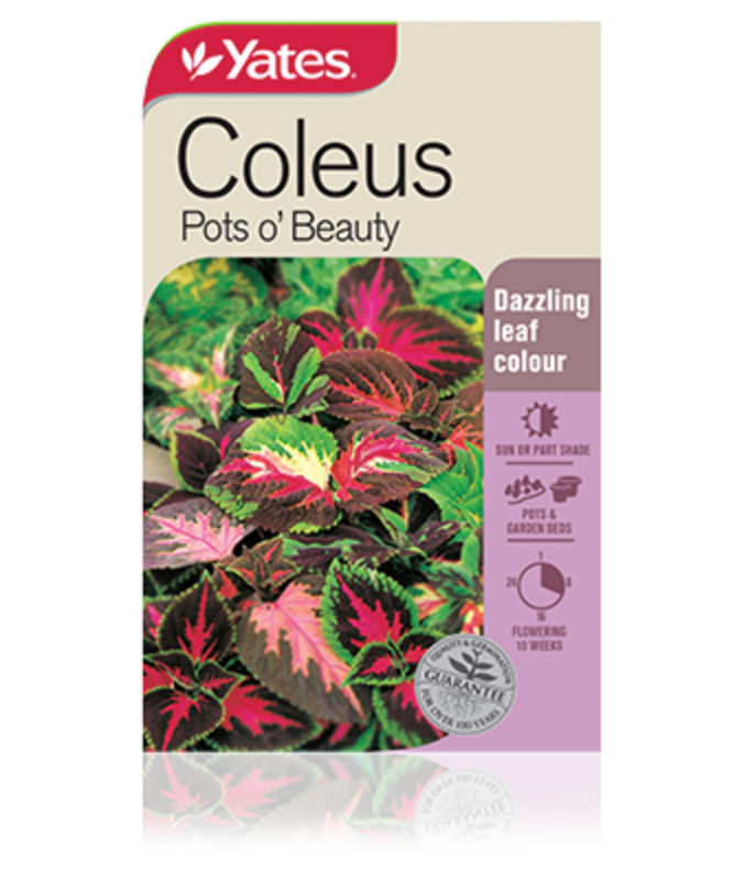 Coleus Pots o' Beauty | Garden Seeds Yates Australia