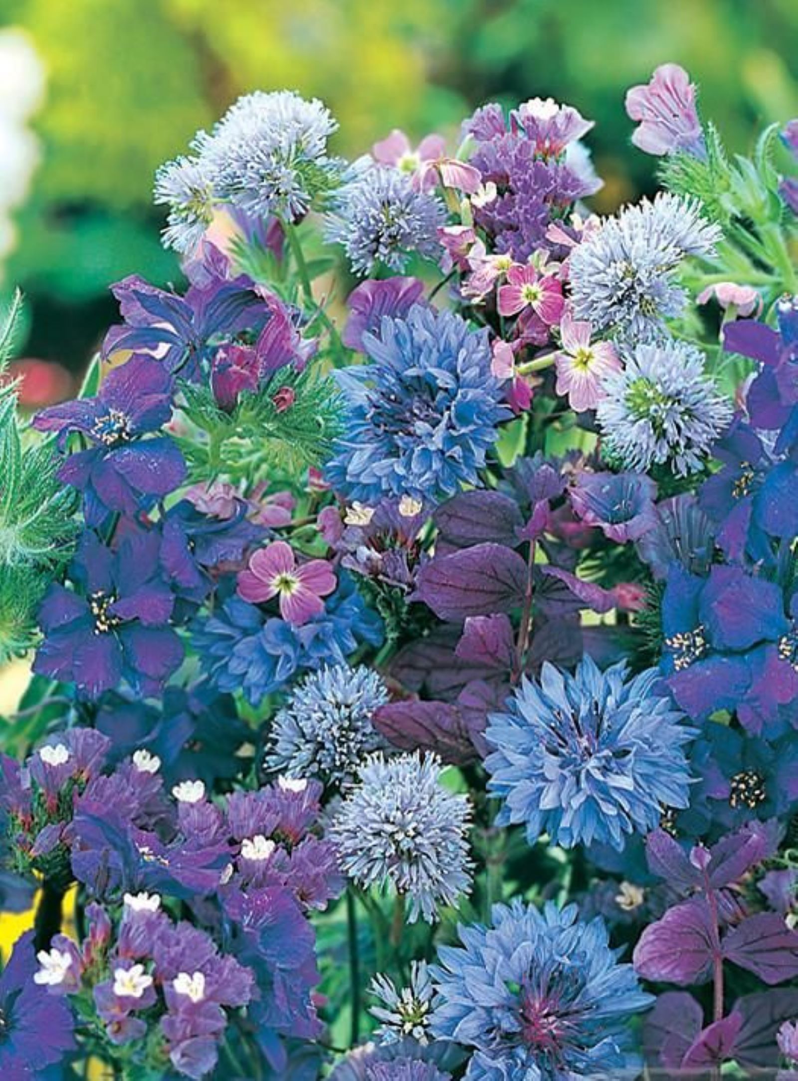 Accent on Blue Selection of Blue Flower Varieties | Garden Seeds Yates ...