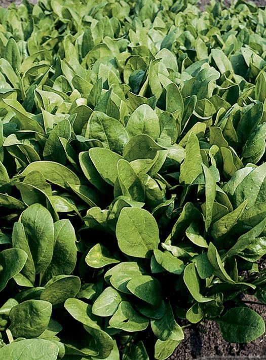 Spinach Summer Supreme | Garden Seeds Yates Australia