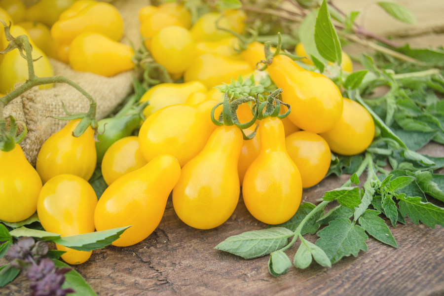 Heirloom Tomato Yellow Pear Seeds