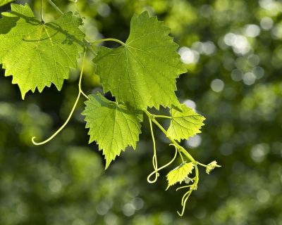 How to Grow Ornamental Grape | Yates Australia