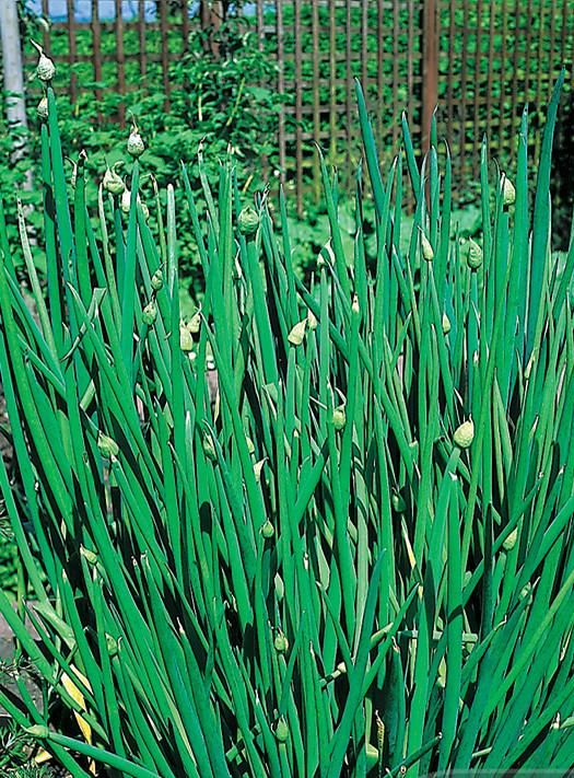 Spring Onion | Garden Seeds Yates Australia