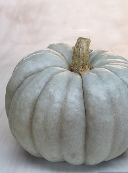 Pumpkin Queensland Blue | Garden Seeds Yates Australia
