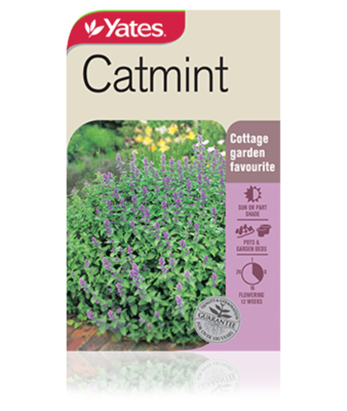 Catmint | Garden Seeds Yates Australia