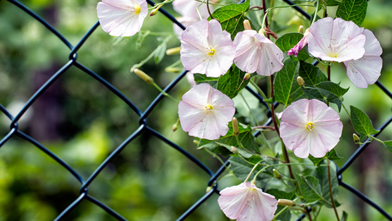 How to grow Convolvulus