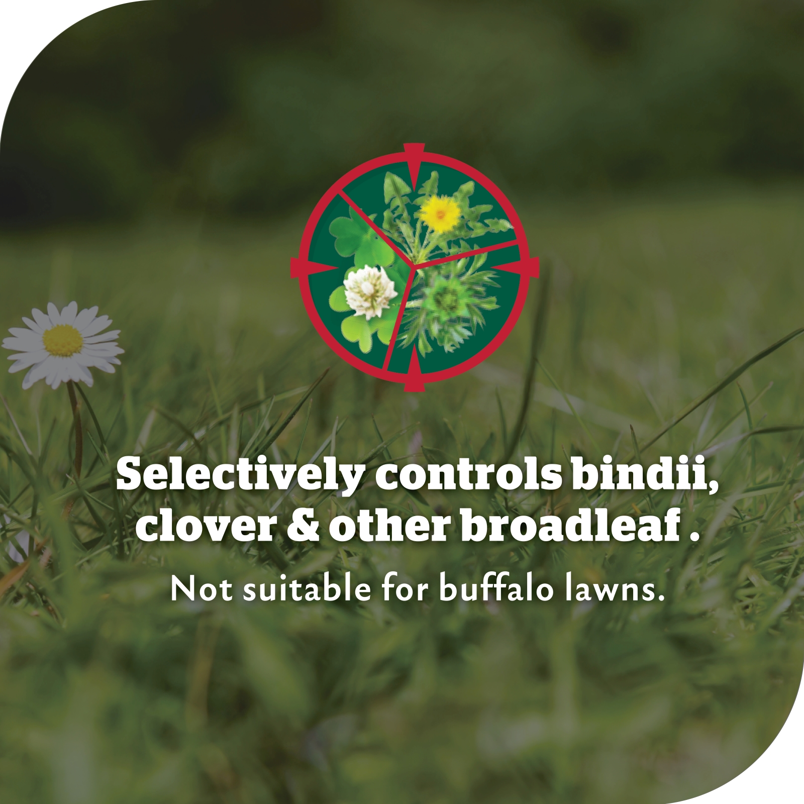 Yates 500mL Bindii & Clover Weeder Concentrate