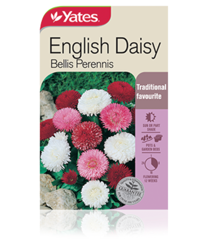 English Daisy | Garden Seeds Yates Australia