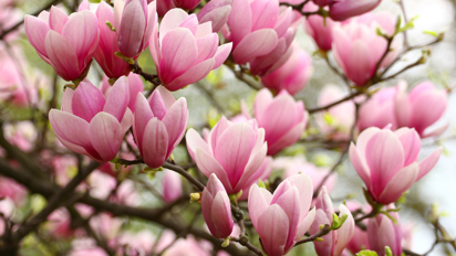 Yates Australia | Garden Products & Garden Advice | Lawns, Plants ...