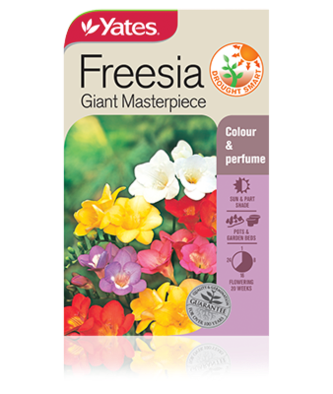 How to Grow Freesia | Yates Australia