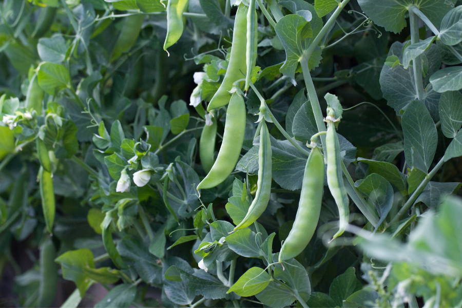 Heirloom Dwarf Peas Greenfeast Seeds
