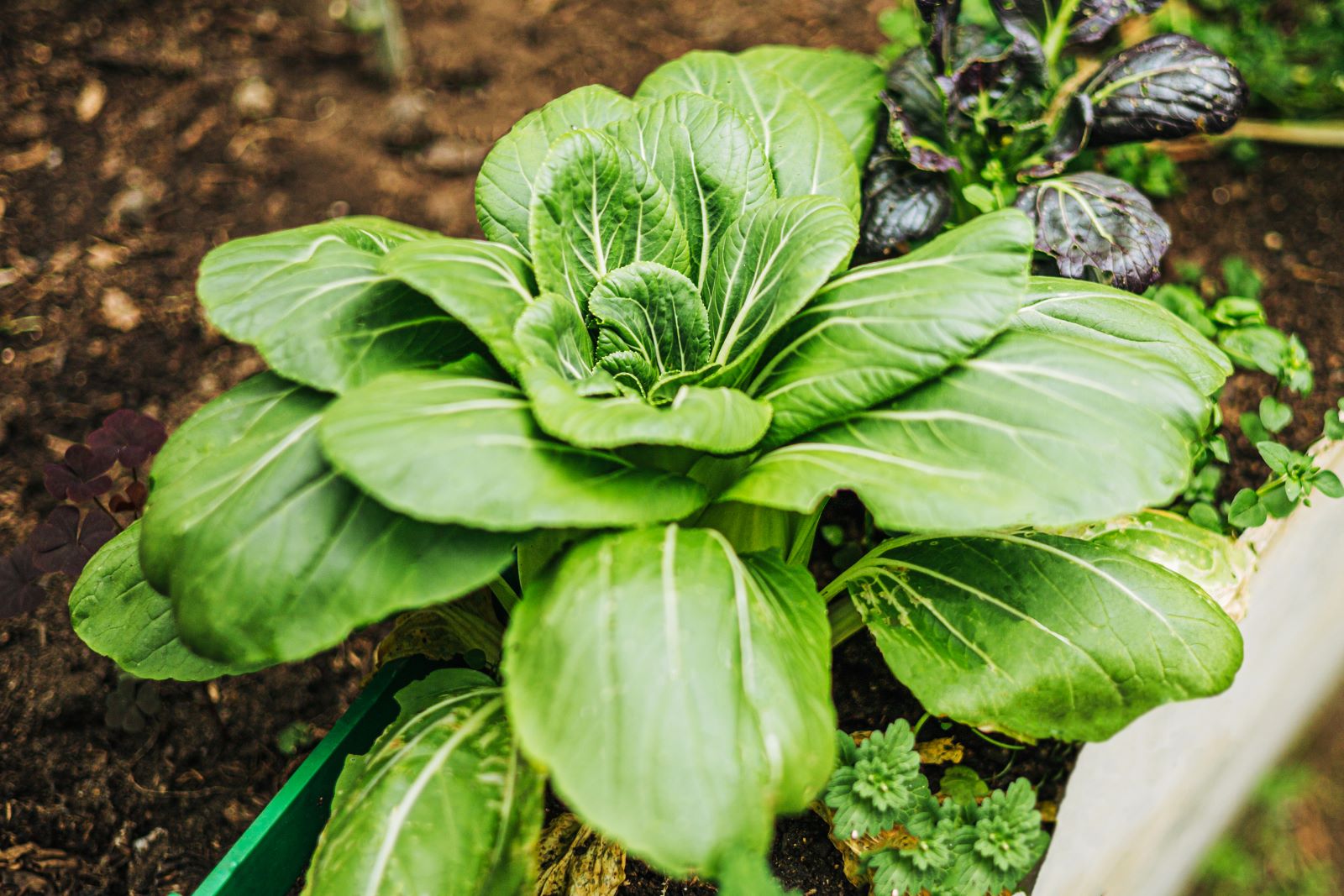 Asian Stir Fry Mix | Garden Seeds Yates Australia