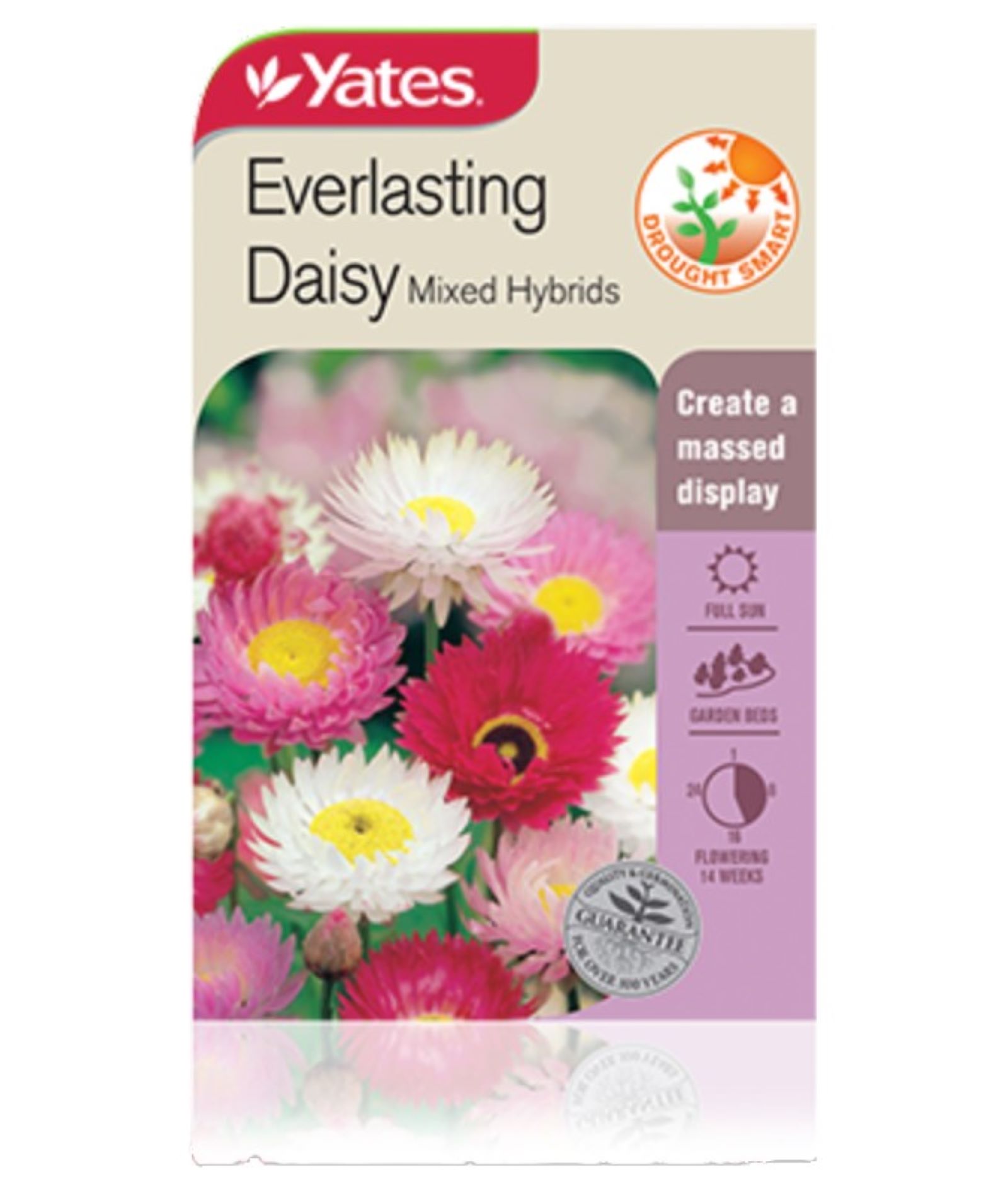 How to Grow Everlasting Daisies | Yates Australia