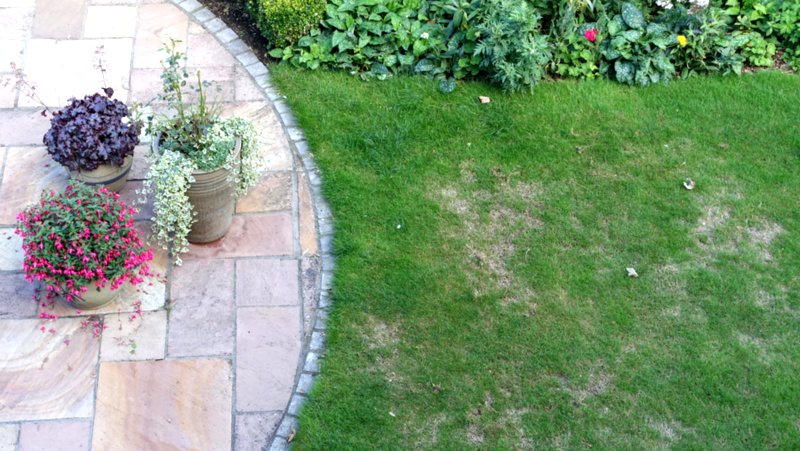 How to Get Prevent Ground Pearls in Lawns | Pest Control | Yates Australia