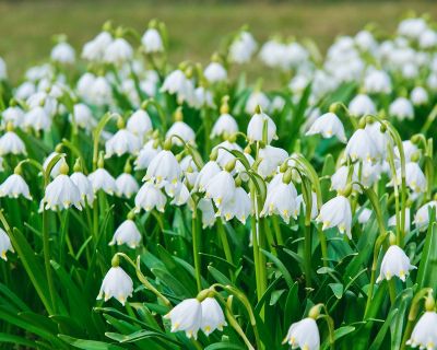 How to Grow Snowflakes | Yates Australia