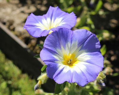 How to Grow Convolvulus | Yates Australia