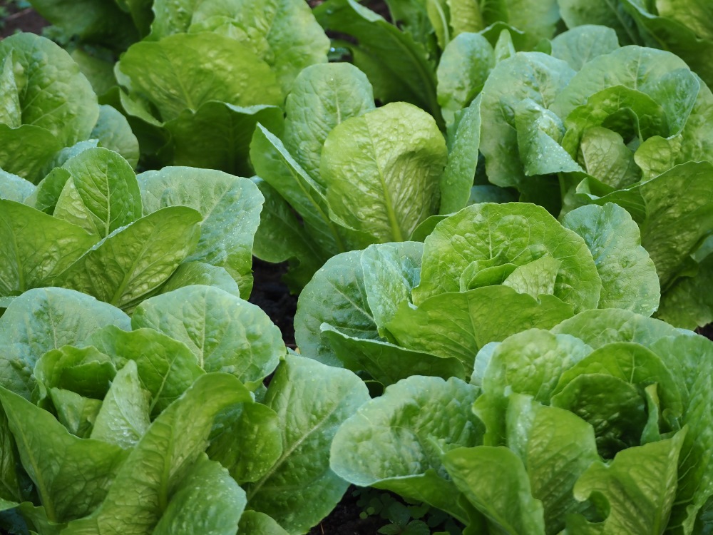 Lettuce Cos | Garden Seeds Yates Australia