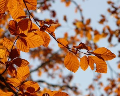 How to Grow Fagus | Yates Australia