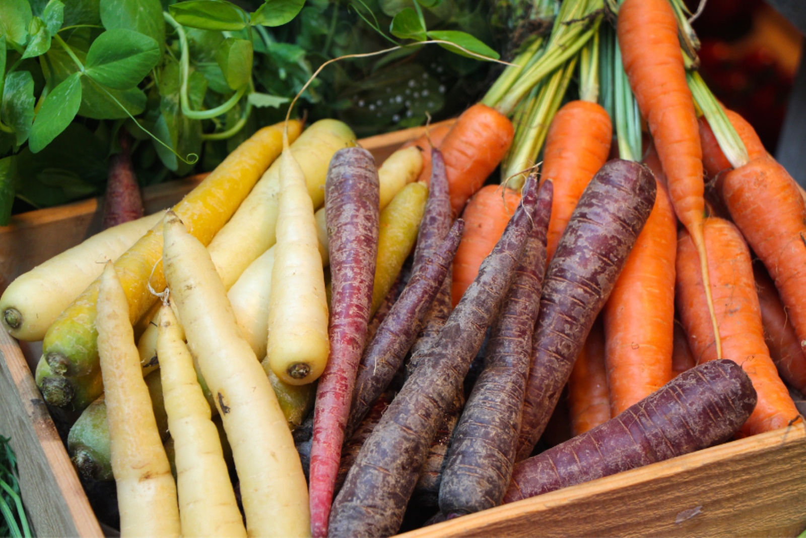 Heirloom Carrot Rainbow Mix Seeds