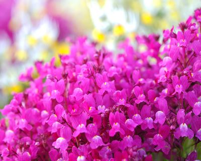 How to Grow Linaria | Yates Australia