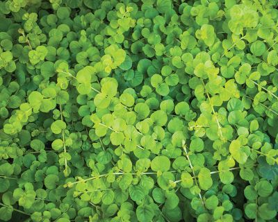 How to Grow Dichondra Repens | Yates Australia
