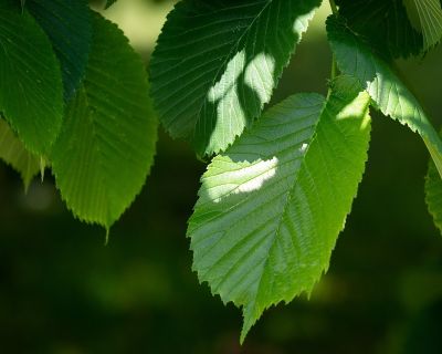 How to Grow Elm Tree | Yates Australia