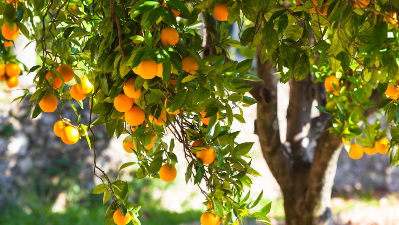 How to Care for Your Citrus this Summer | Yates Australia