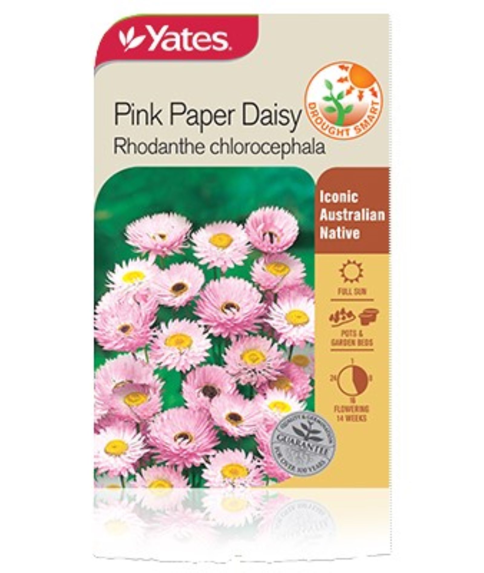 Pink Paper Daisy | Garden Seeds Yates Australia