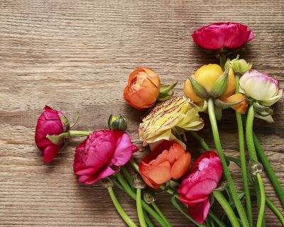 How to Grow Ranunculus | Yates Australia