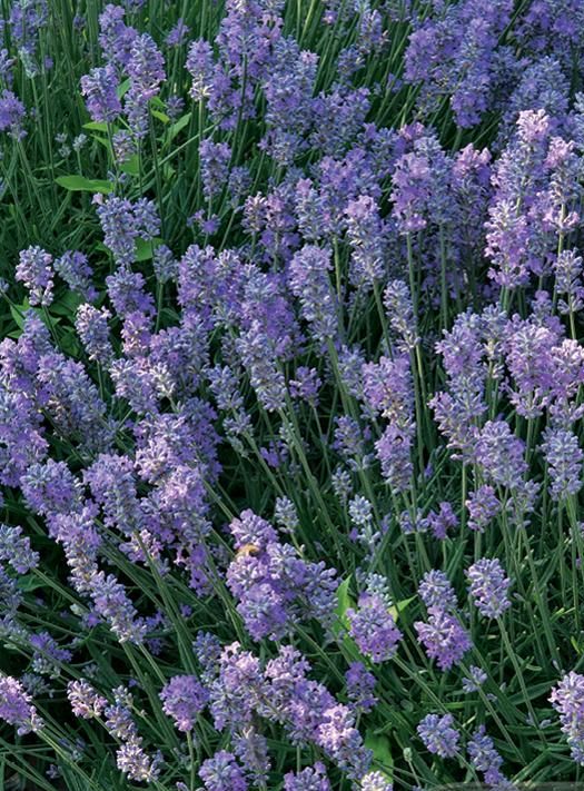 Lavender Munstead Dwarf | Garden Seeds Yates Australia