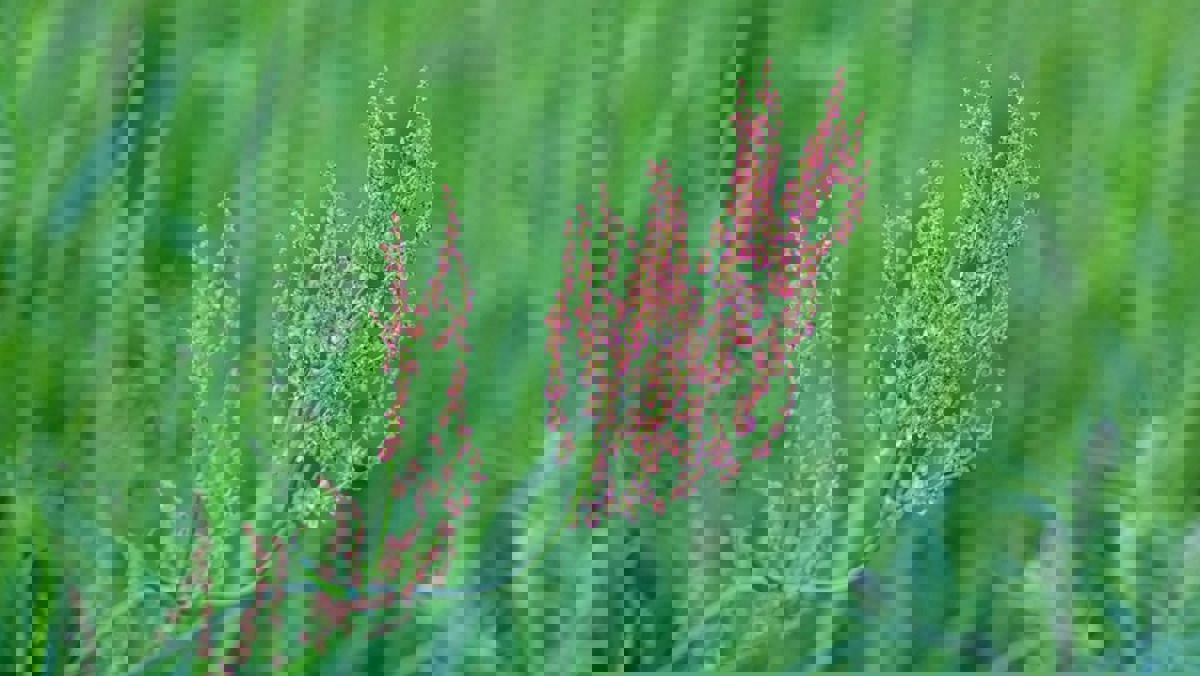 How to Get Rid of Sorrel in Your Lawn & Garden | Yates Australia