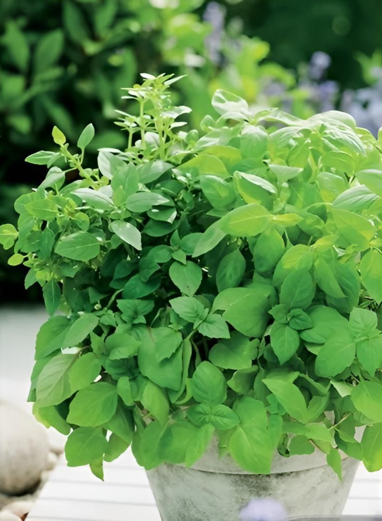 Sweet Basil | Garden Seeds Yates Australia