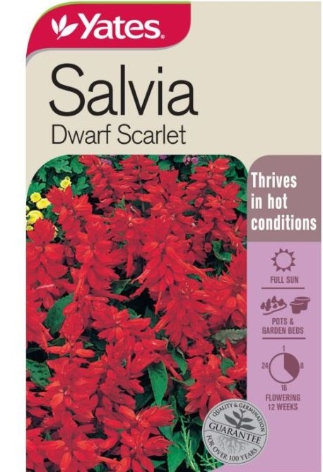 Salvia Dwarf Scarlet | Garden Seeds Yates Australia